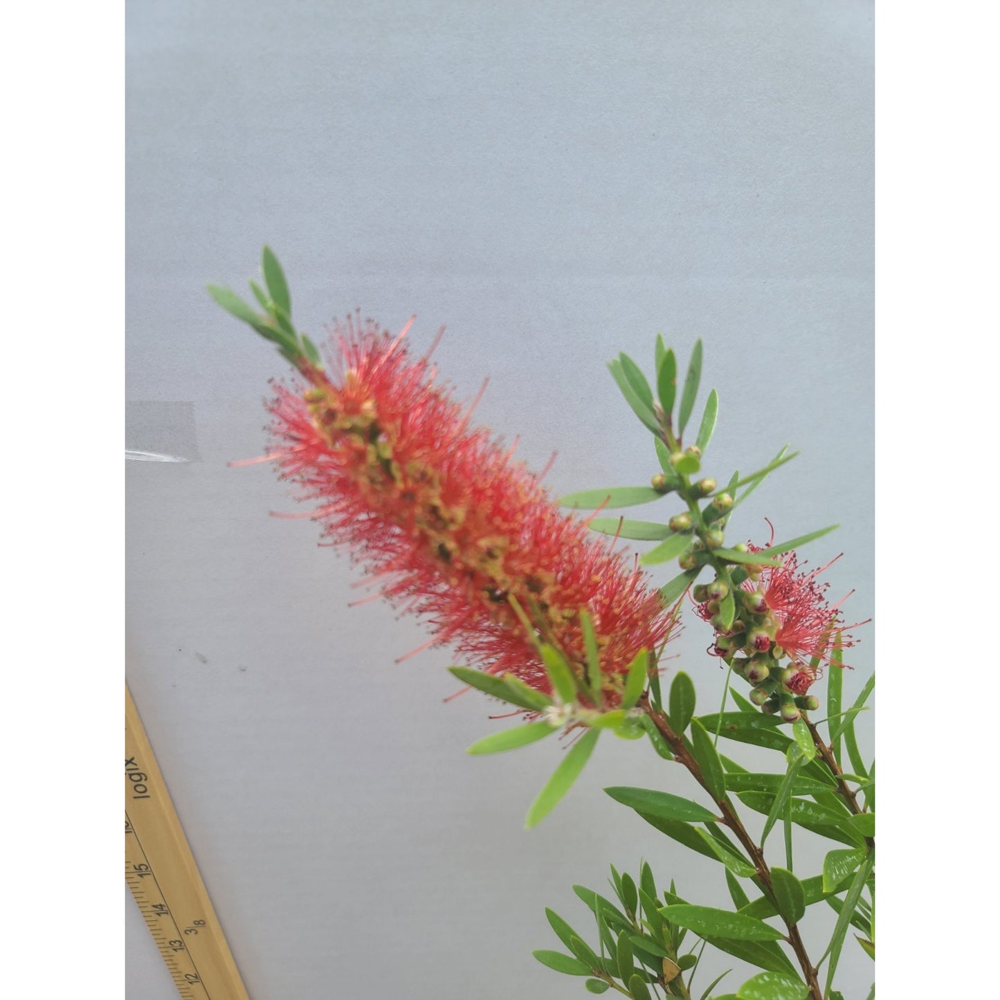 Red Cluster Bottlebrush "Callistemon Citrinus" Quart Pot Live Plant ...